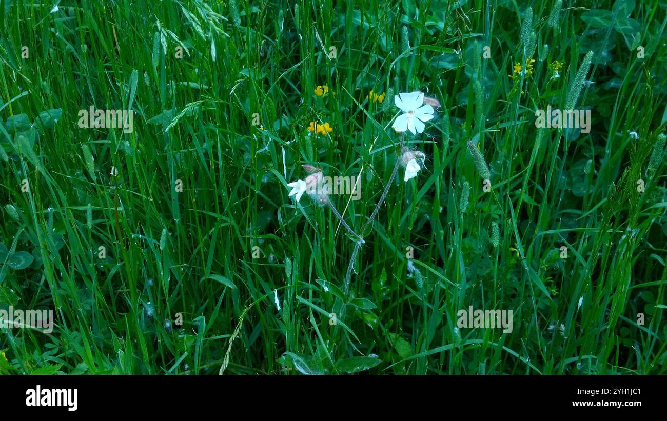evening lychnis (Silene latifolia alba Stock Photo - Alamy