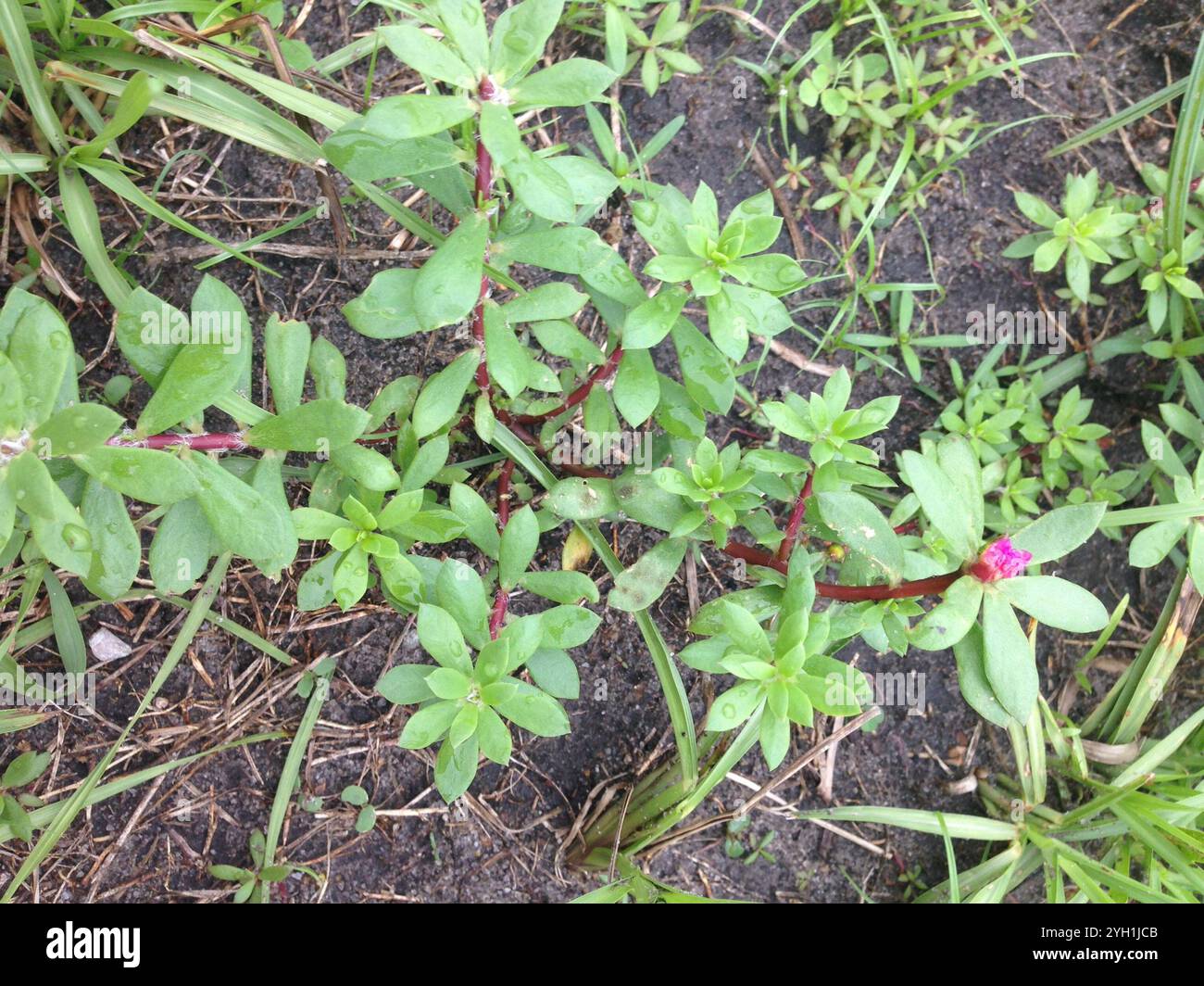 Paraguayan Purslane (Portulaca amilis Stock Photo - Alamy