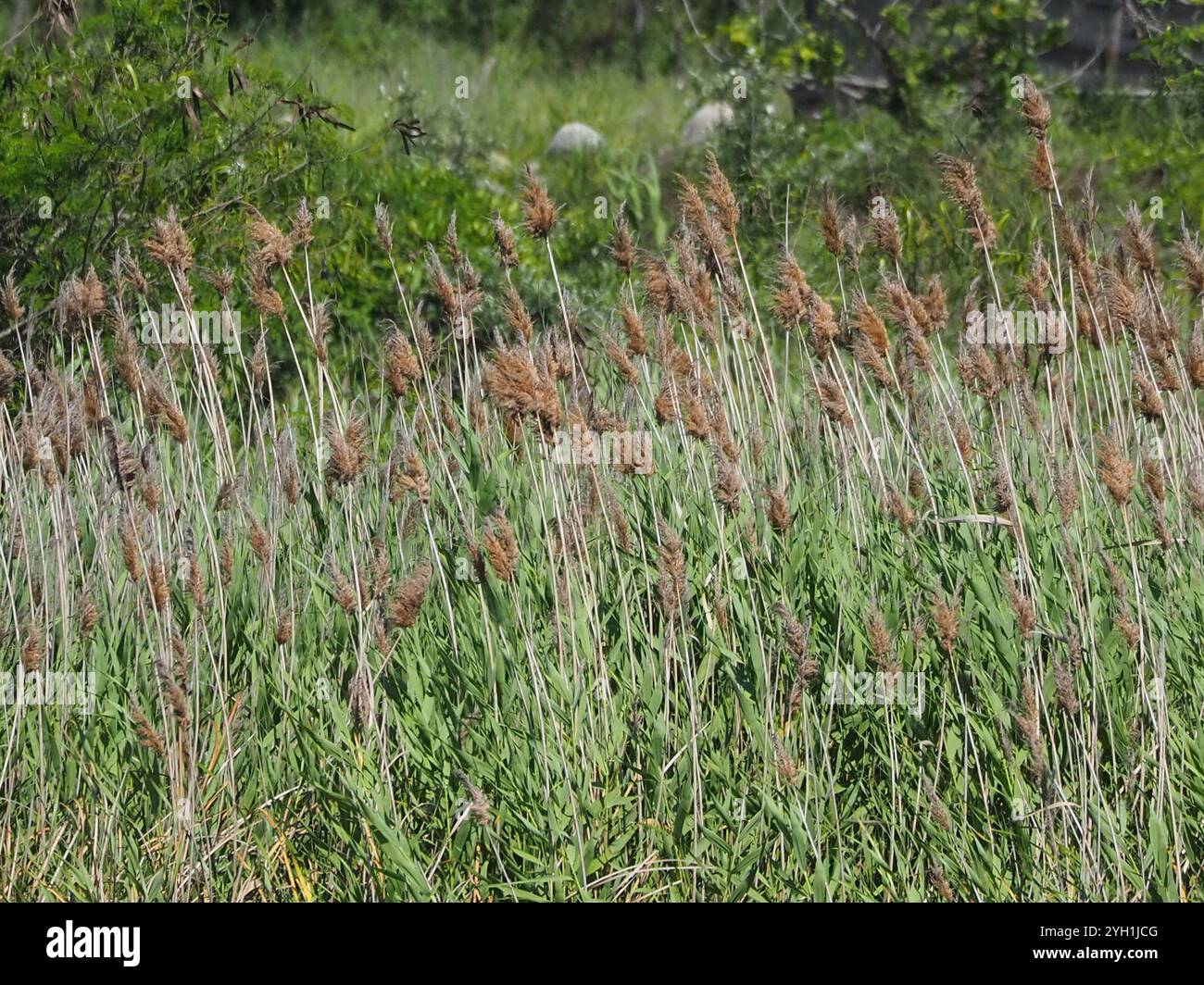 common reed (Phragmites australis Stock Photo - Alamy