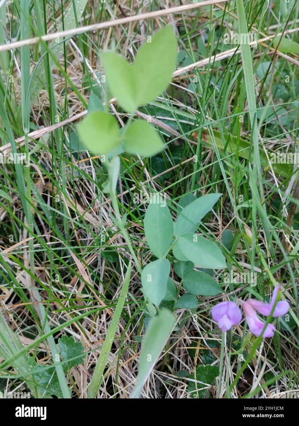 Sierra Nevada Peavine (Lathyrus nevadensis Stock Photo - Alamy