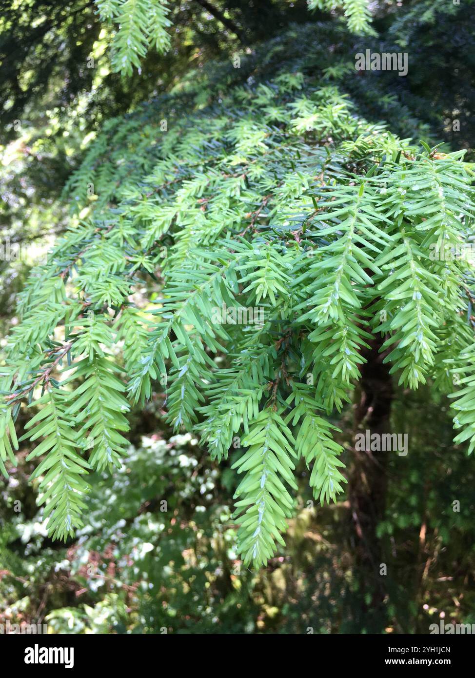 western hemlock (Tsuga heterophylla Stock Photo - Alamy