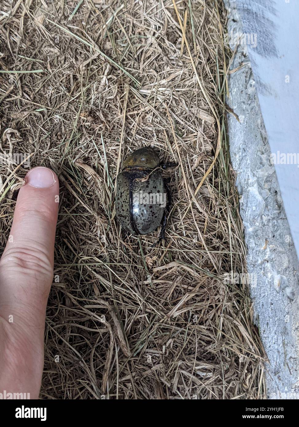Eastern Hercules Beetle (Dynastes tityus Stock Photo - Alamy