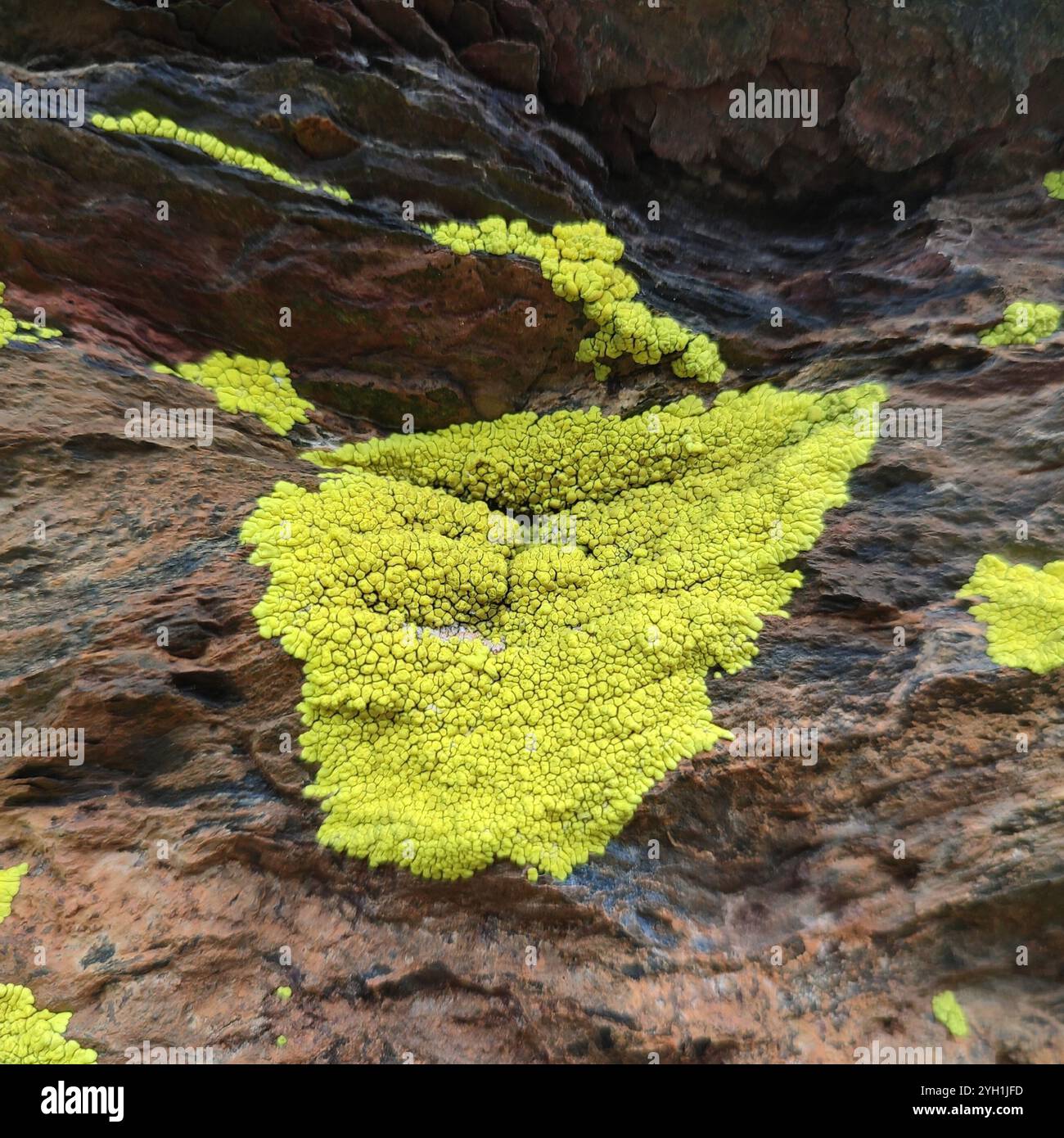 gold cobblestone lichen (Pleopsidium flavum Stock Photo - Alamy