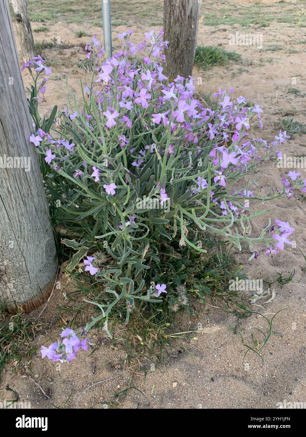 Sea stock matthiola sinuata hi-res stock photography and images - Alamy