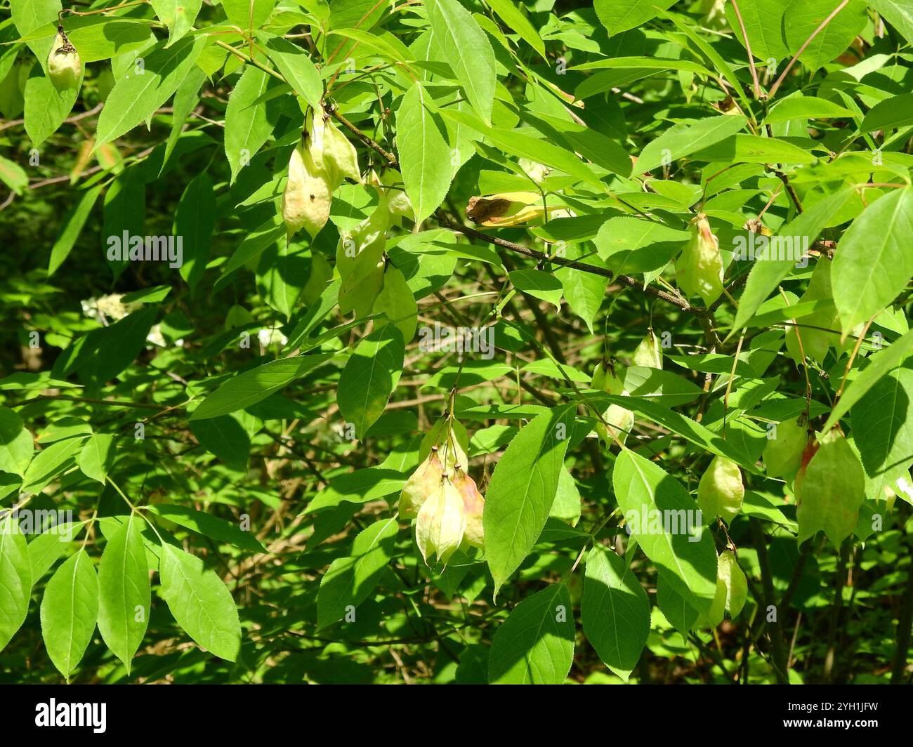 American bladdernut (Staphylea trifolia Stock Photo - Alamy