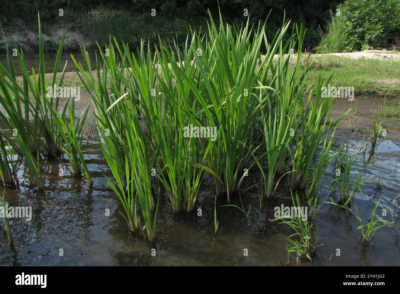 Branched Bur-reed (Sparganium erectum Stock Photo - Alamy