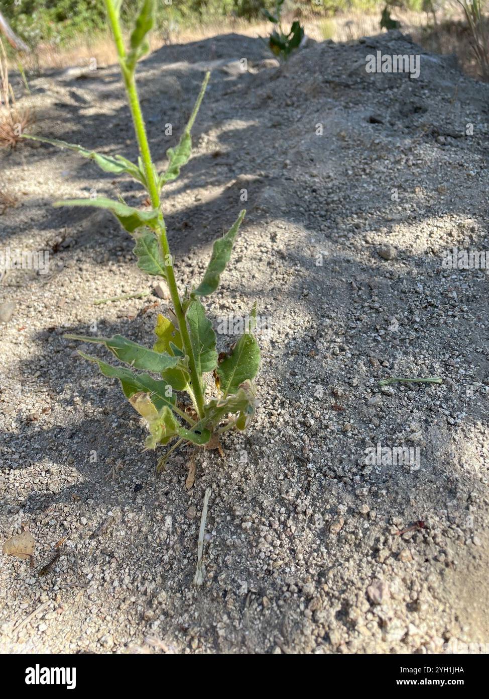 Coyote tobacco hi-res stock photography and images - Alamy
