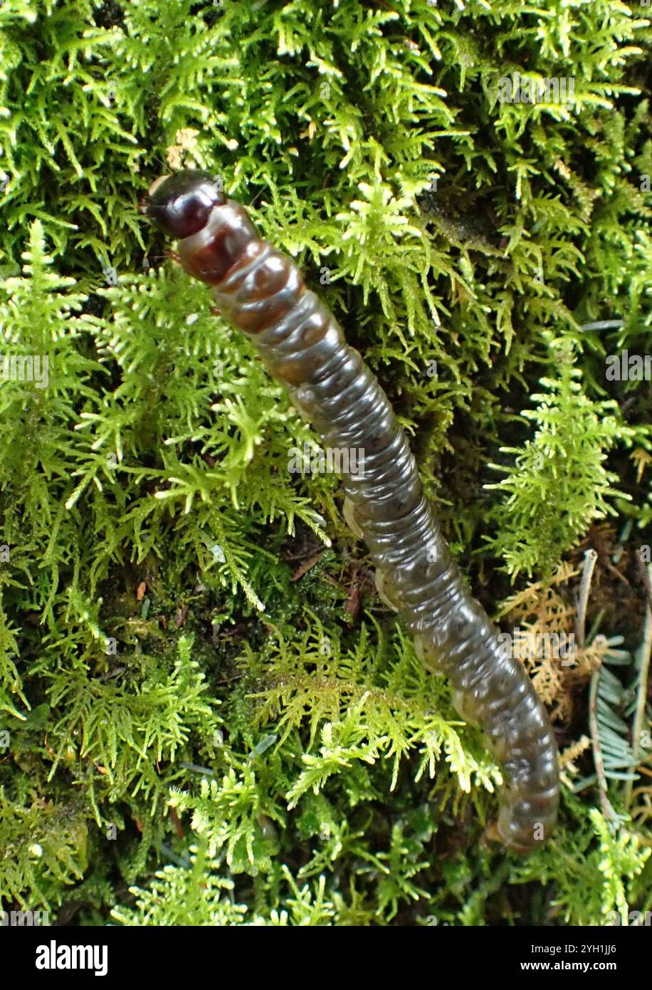 Swift Moths (Hepialidae Stock Photo - Alamy