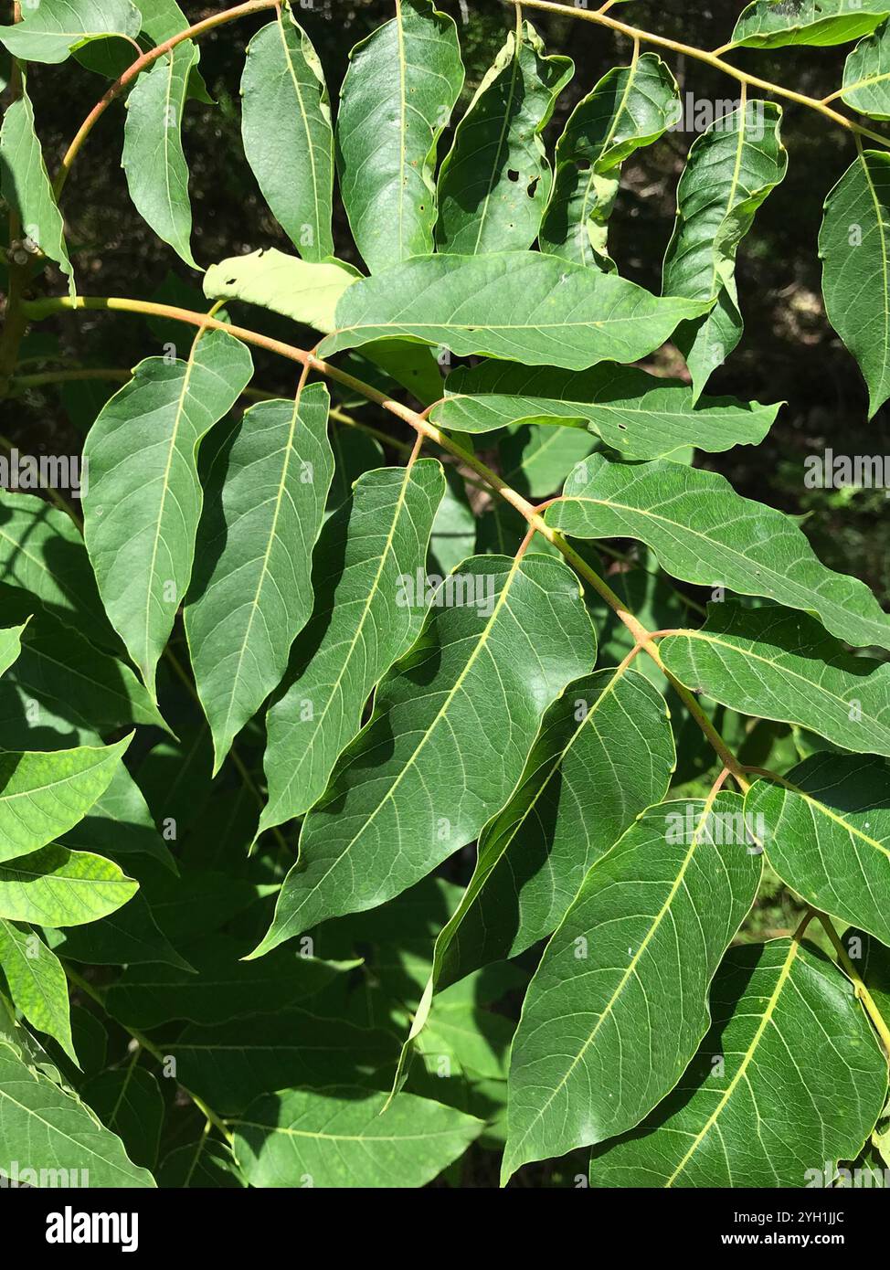 tree-of-heaven (Ailanthus altissima Stock Photo - Alamy