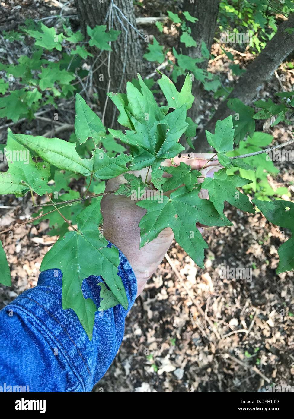 bigtooth maple (Acer grandidentatum Stock Photo - Alamy