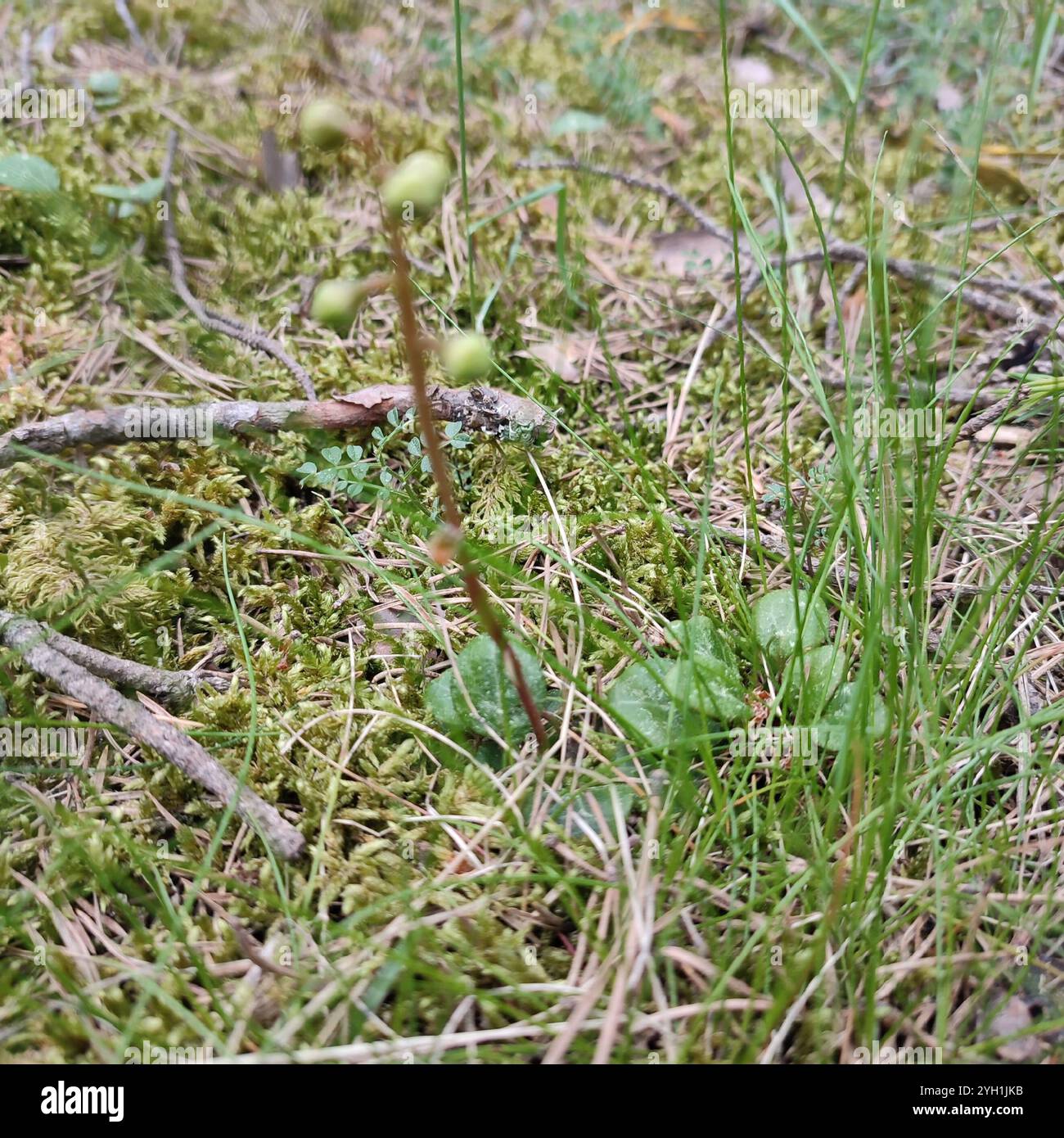 green-flowered wintergreen (Pyrola chlorantha Stock Photo - Alamy