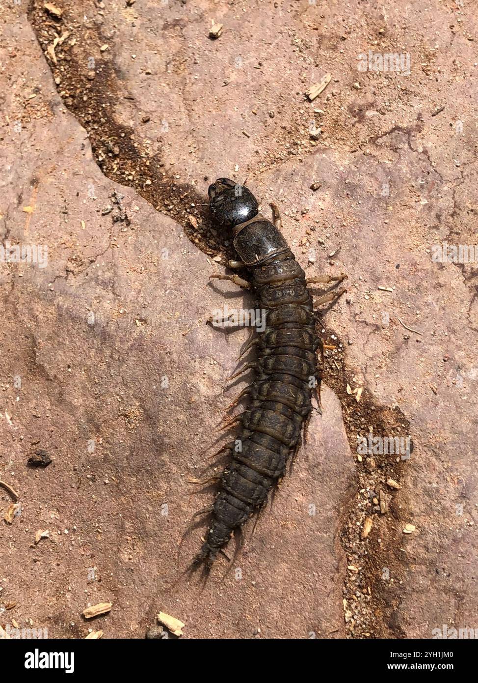 Western Dobsonfly (Corydalus texanus Stock Photo - Alamy