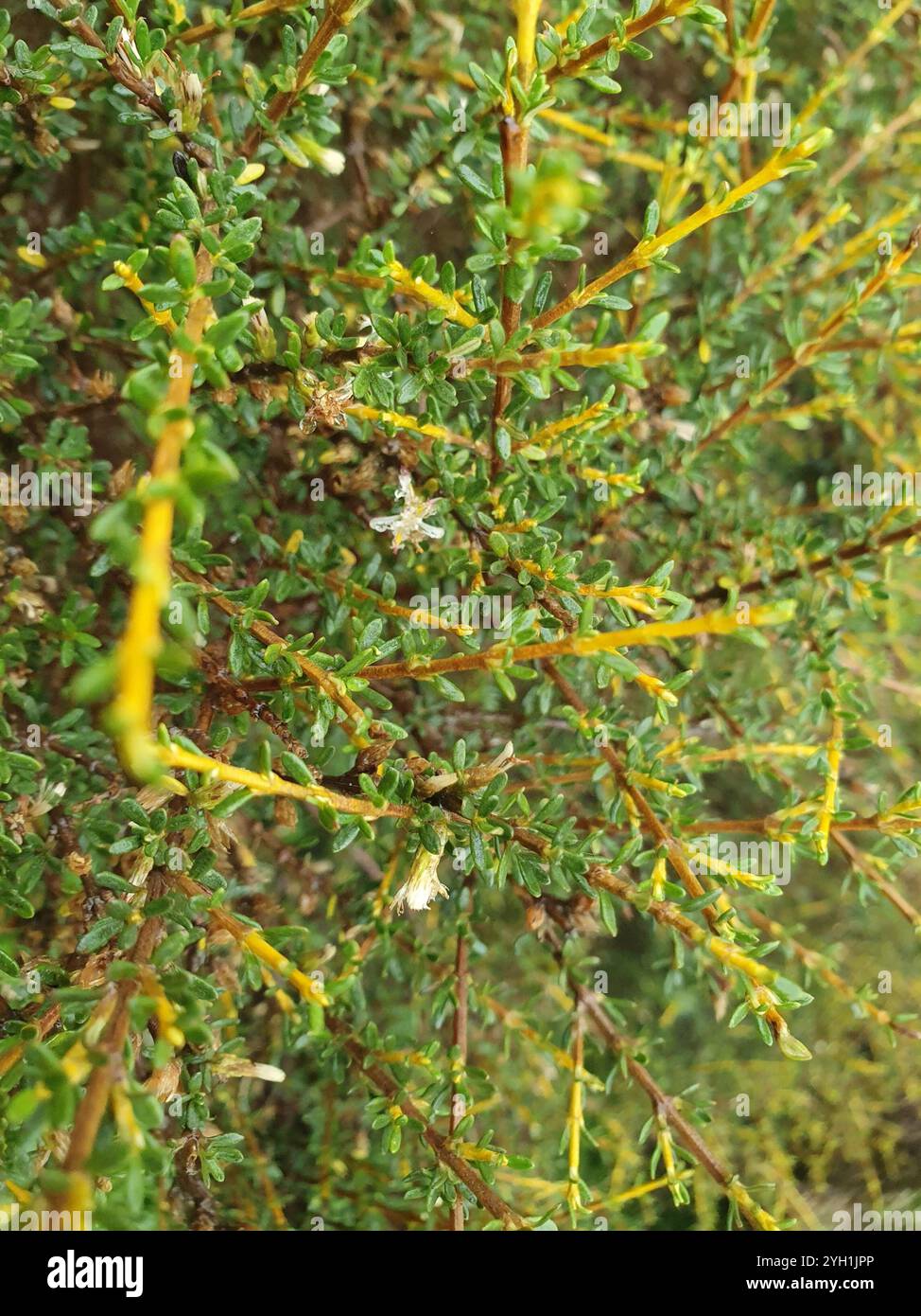 Coastal tree daisy (Olearia solandri Stock Photo - Alamy