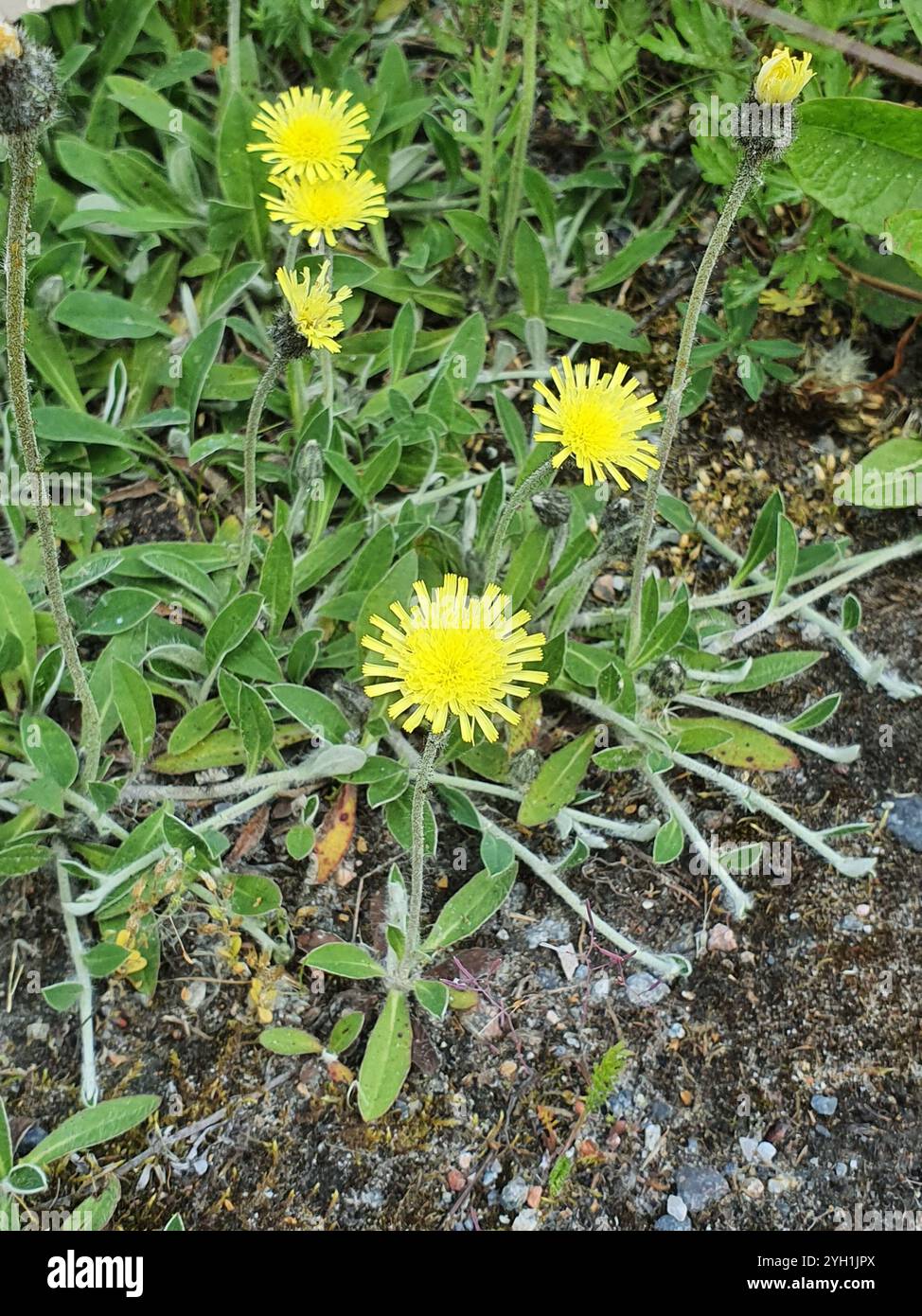 mouse-eared hawkweed (Pilosella officinarum Stock Photo - Alamy