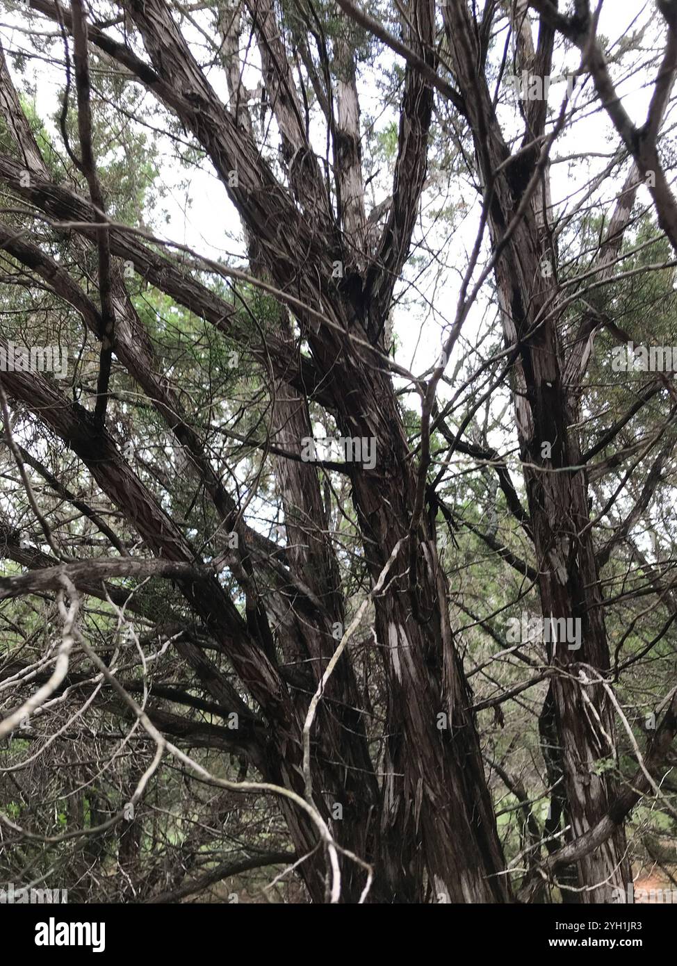 Ashe juniper (Juniperus ashei Stock Photo - Alamy