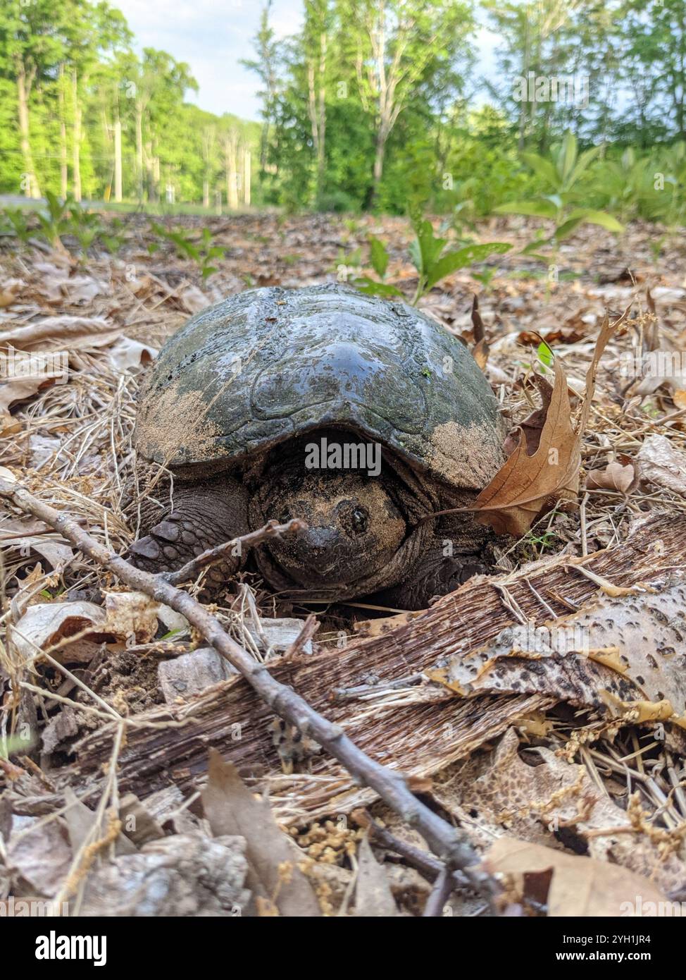 Common Snapping Turtle (Chelydra serpentina Stock Photo - Alamy
