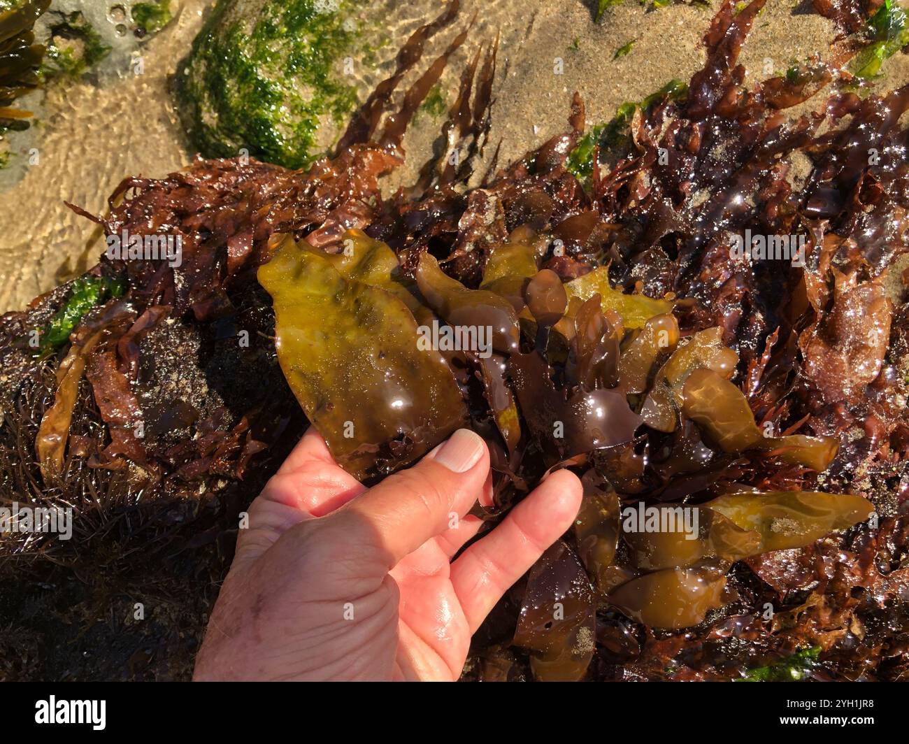 Iridescent Algae (Mazzaella Stock Photo - Alamy