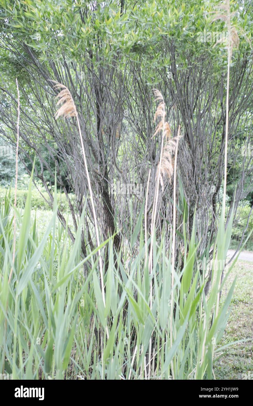common reed (Phragmites australis Stock Photo - Alamy