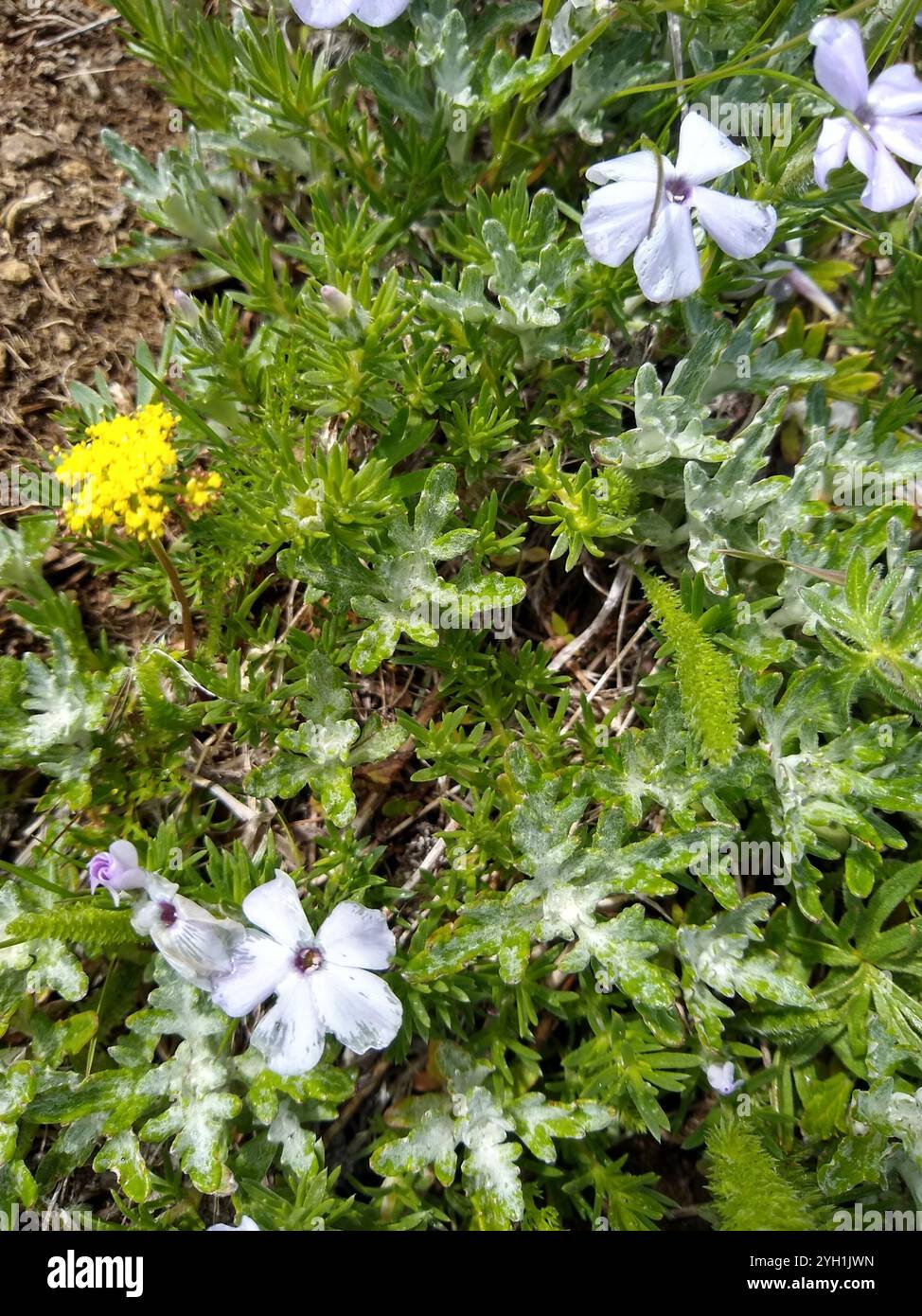 spreading phlox (Phlox diffusa Stock Photo - Alamy