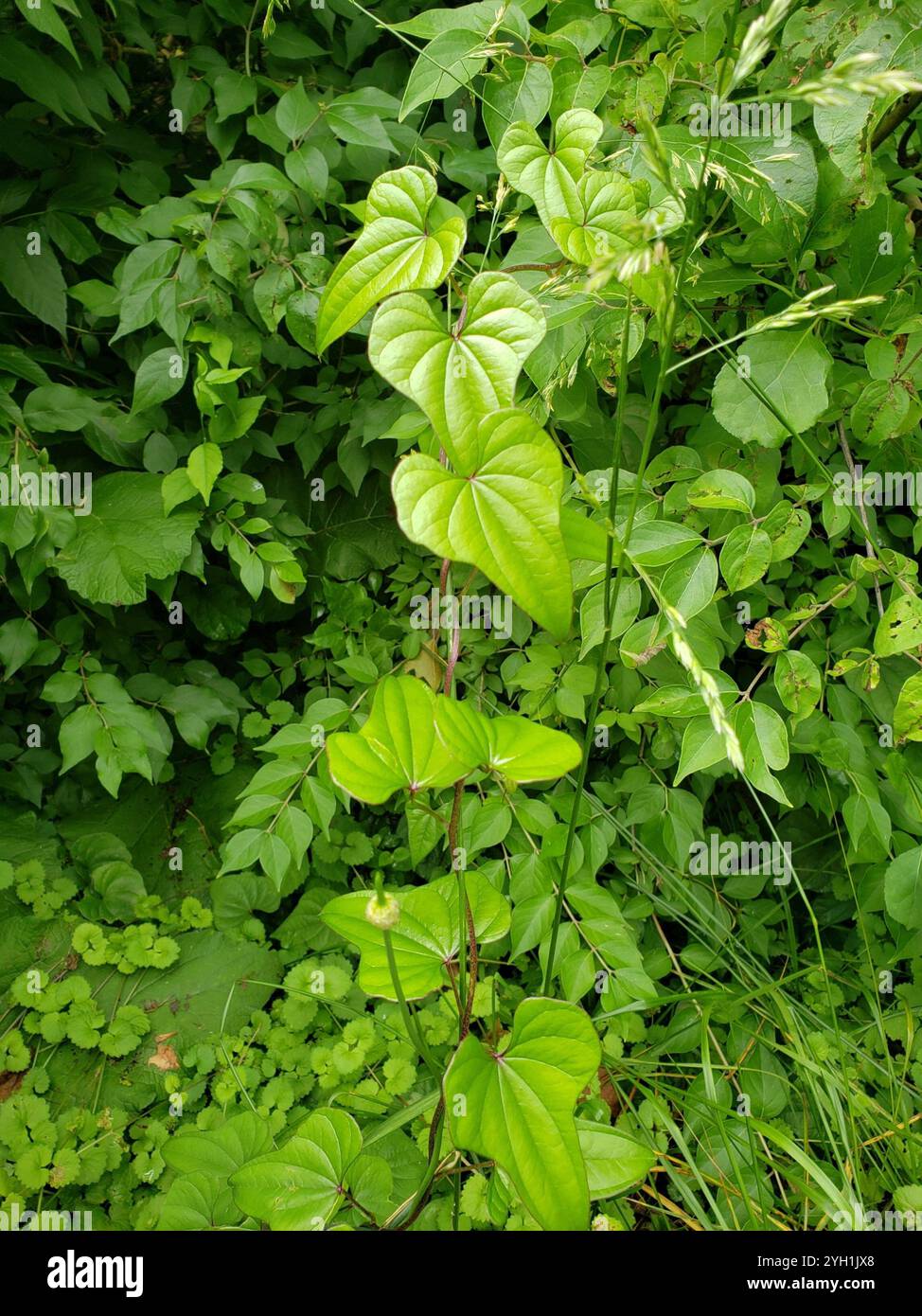 Chinese yam (Dioscorea polystachya Stock Photo - Alamy