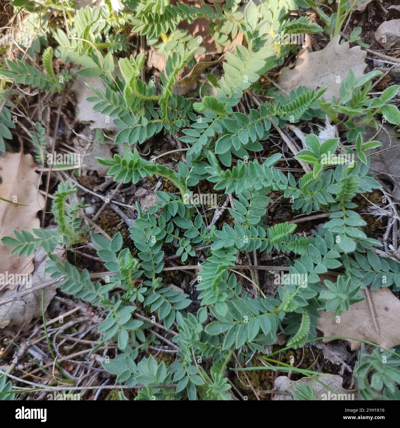 Mountain Kidney-vetch (Anthyllis montana Stock Photo - Alamy