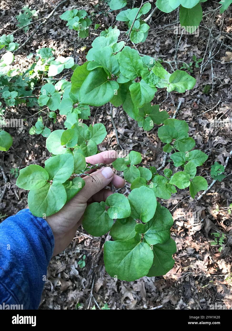 Sycamore-leaf Snowbell (Styrax platanifolius Stock Photo - Alamy