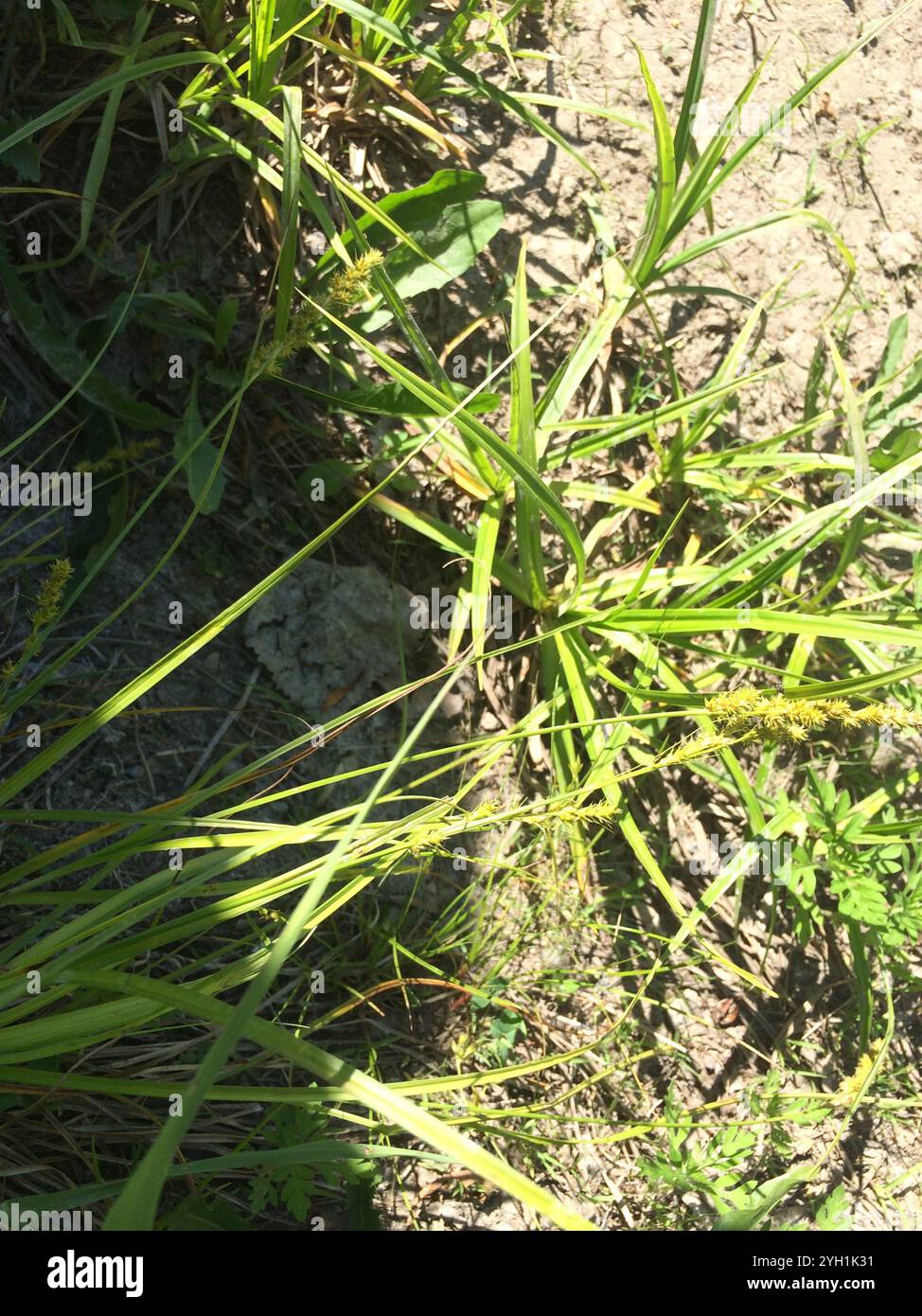 fox sedge (Carex vulpinoidea Stock Photo - Alamy