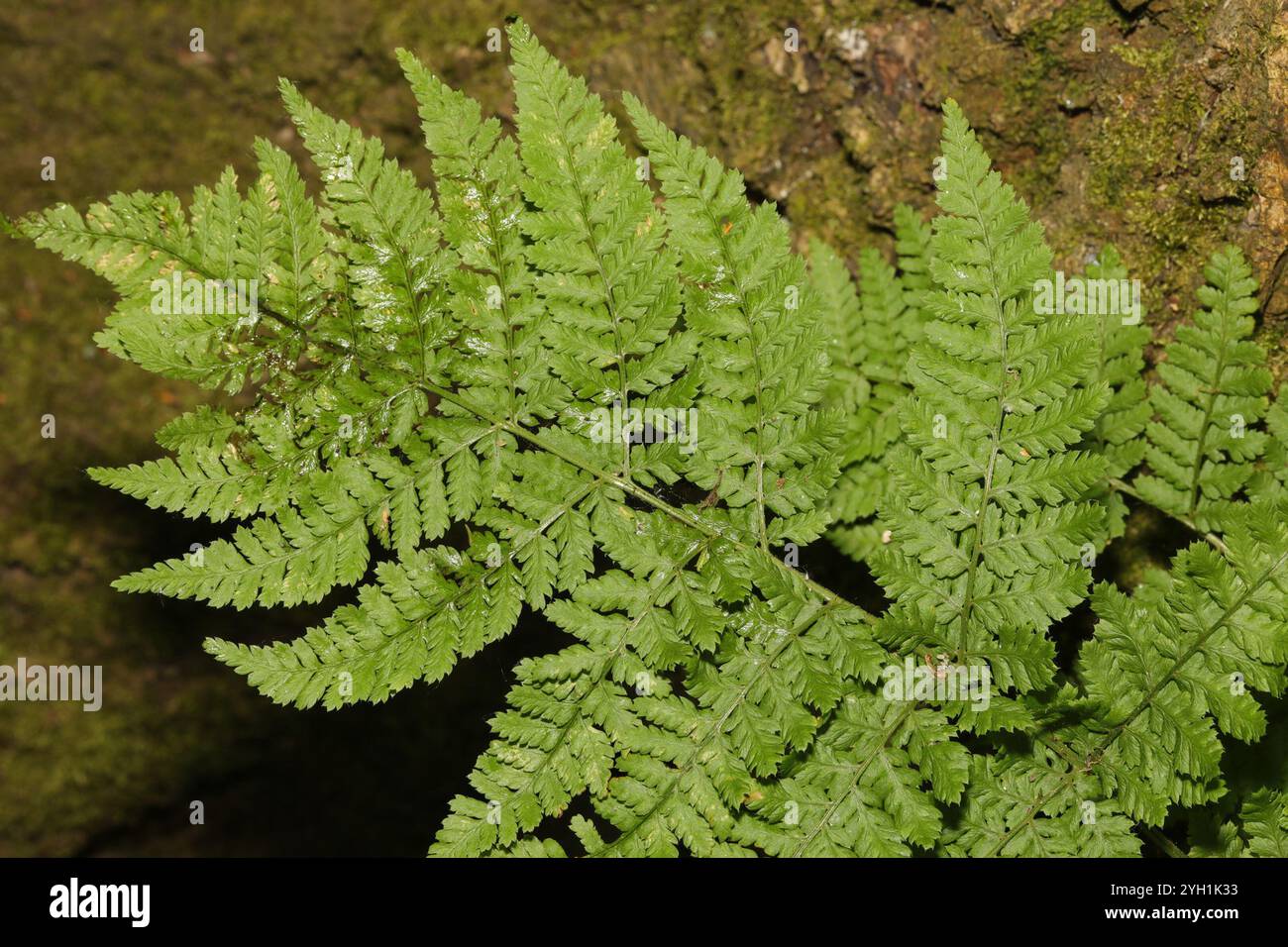 broad buckler-fern (Dryopteris dilatata Stock Photo - Alamy