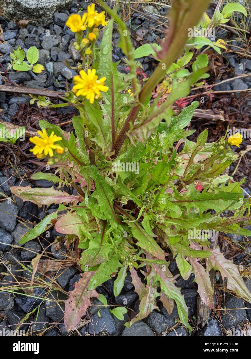 Smooth hawksbeard (Crepis capillaris Stock Photo - Alamy