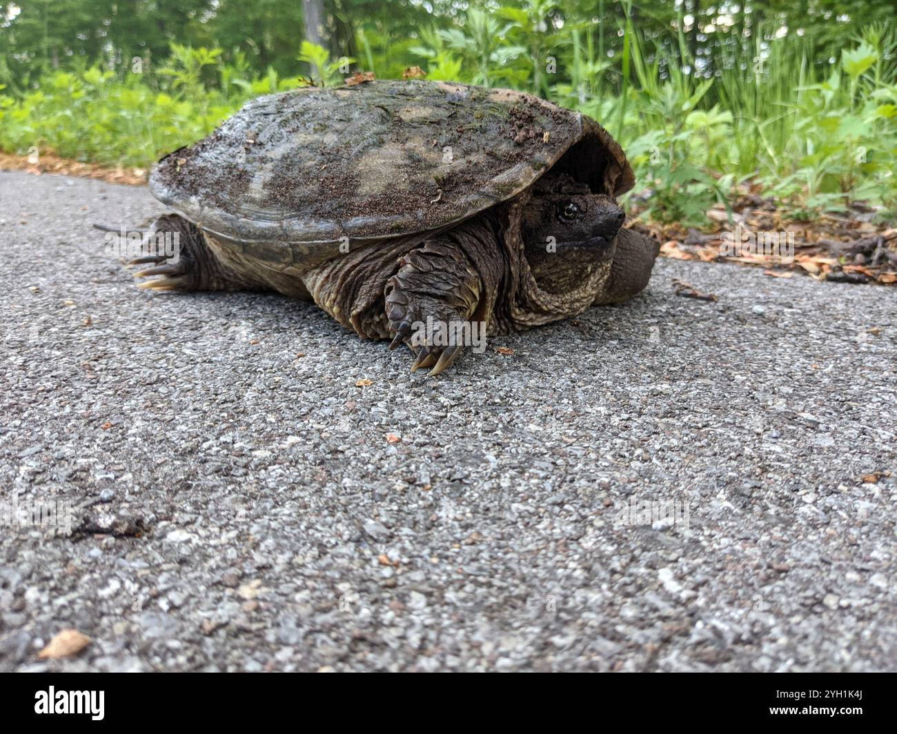 Common Snapping Turtle (Chelydra serpentina Stock Photo - Alamy