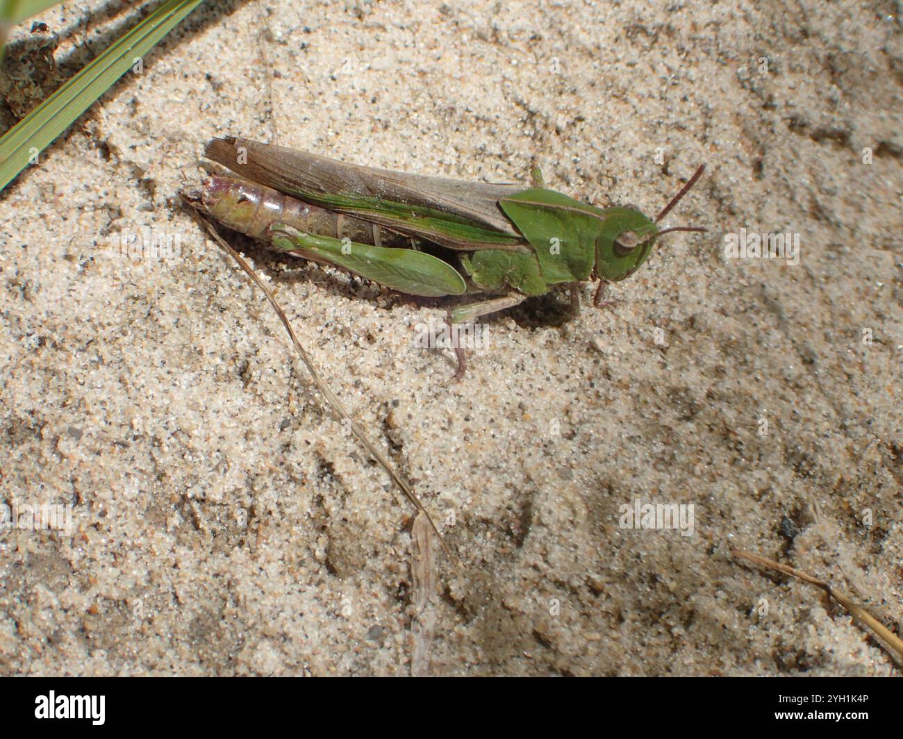 Green-striped Grasshopper (Chortophaga viridifasciata Stock Photo - Alamy