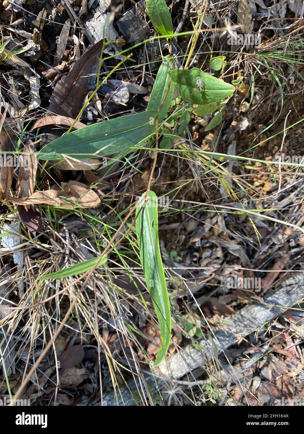 Copper-wire Daisies (Podolepis Stock Photo - Alamy