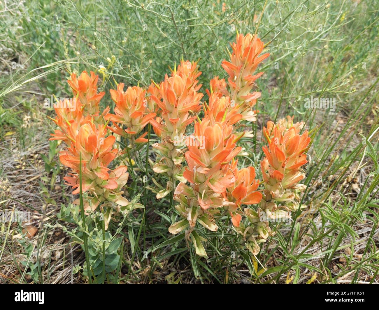Wholeleaf Paintbrush (Castilleja integra Stock Photo - Alamy