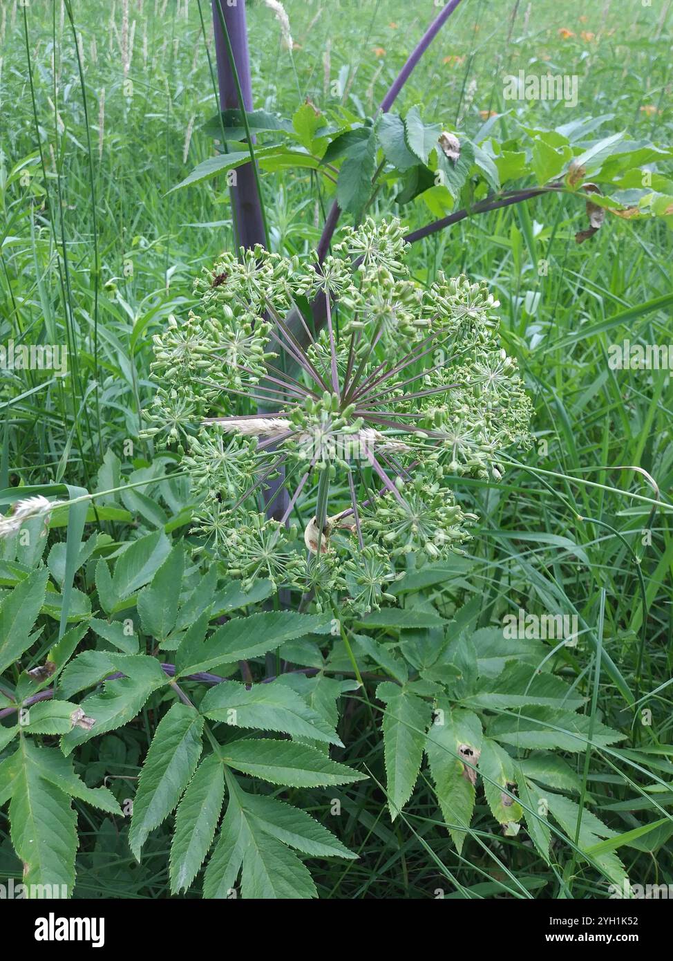 purple-stemmed angelica (Angelica atropurpurea Stock Photo - Alamy