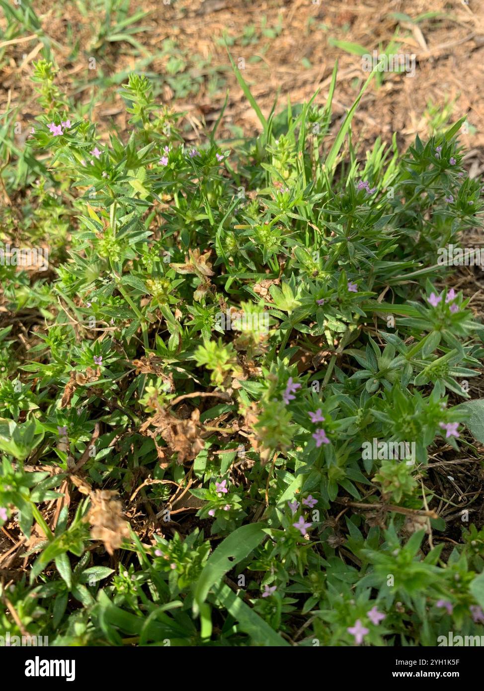 Field madder (Sherardia arvensis Stock Photo - Alamy