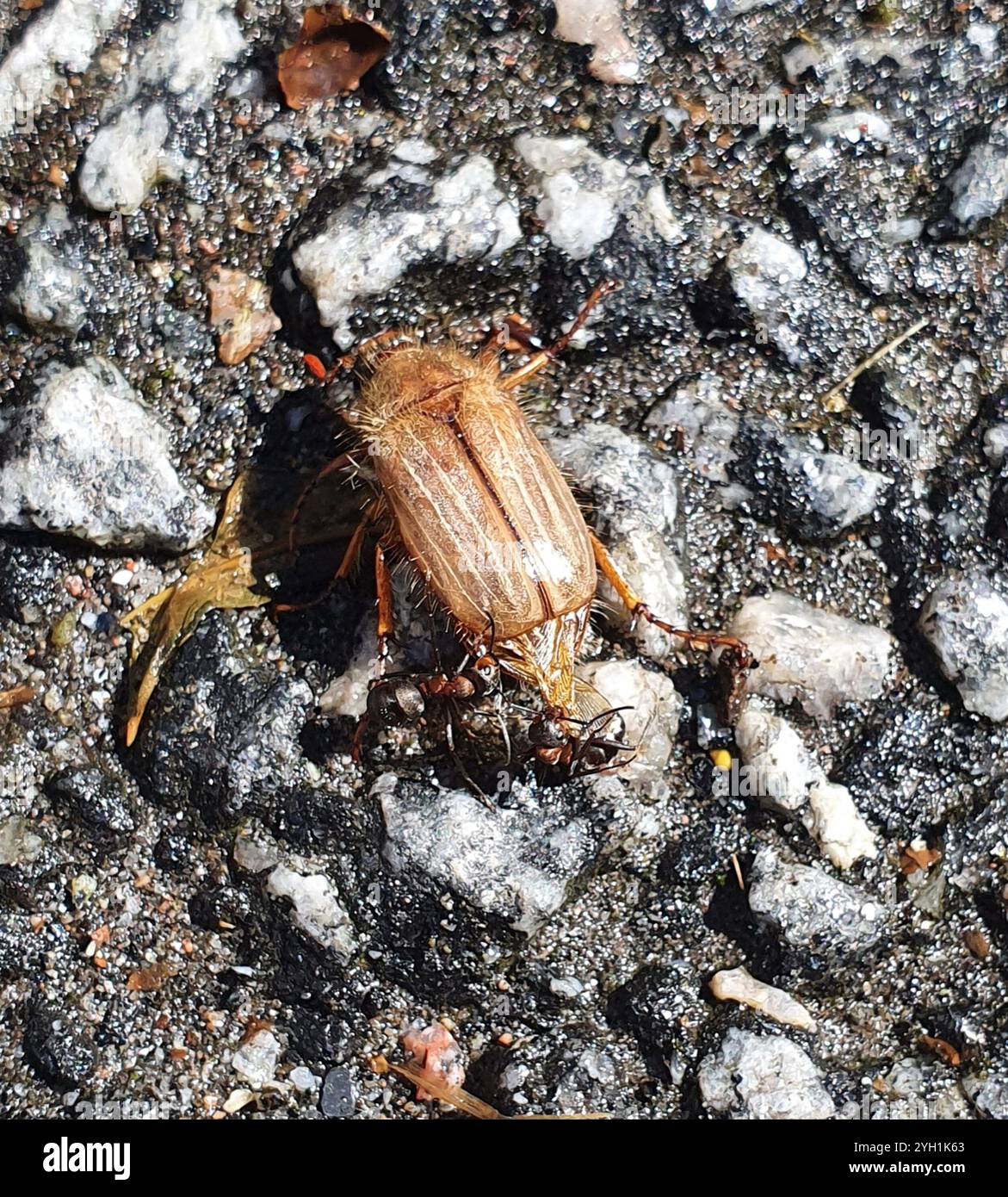 Summer Chafer (Amphimallon solstitiale Stock Photo - Alamy