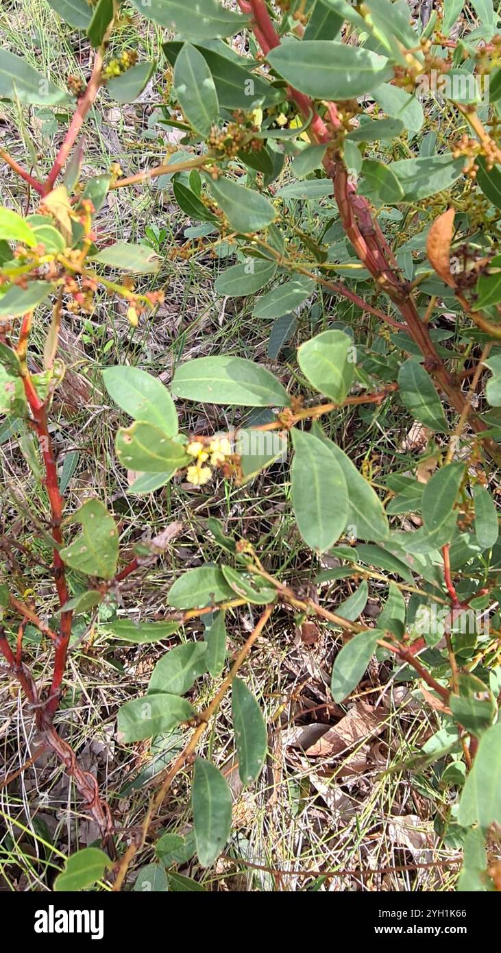 Myrtle Wattle (Acacia myrtifolia Stock Photo - Alamy