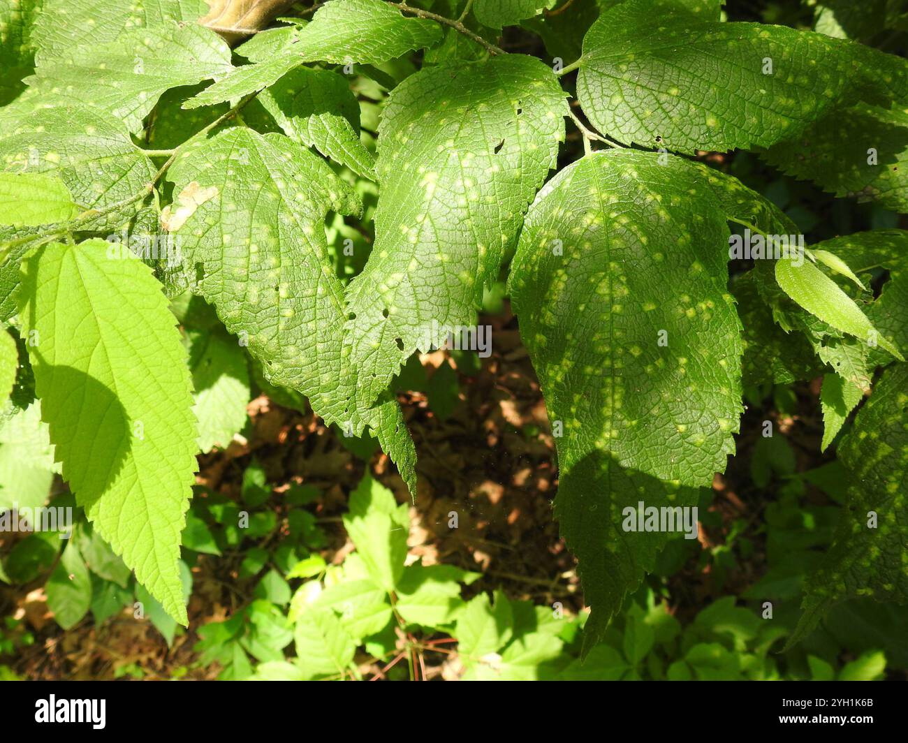 Hackberry Blister Gall Psyllid (Pachypsylla celtidisvesicula Stock ...