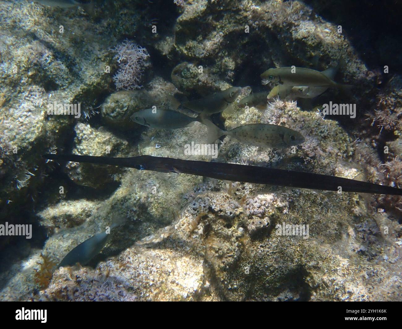 Bluespotted Cornetfish (Fistularia commersonii Stock Photo - Alamy