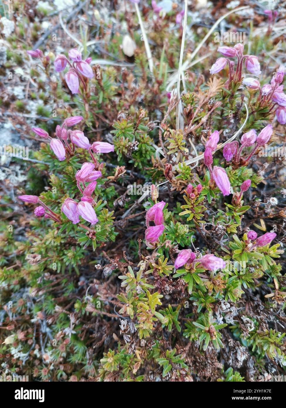 Blue Mountain-heath (Phyllodoce caerulea Stock Photo - Alamy