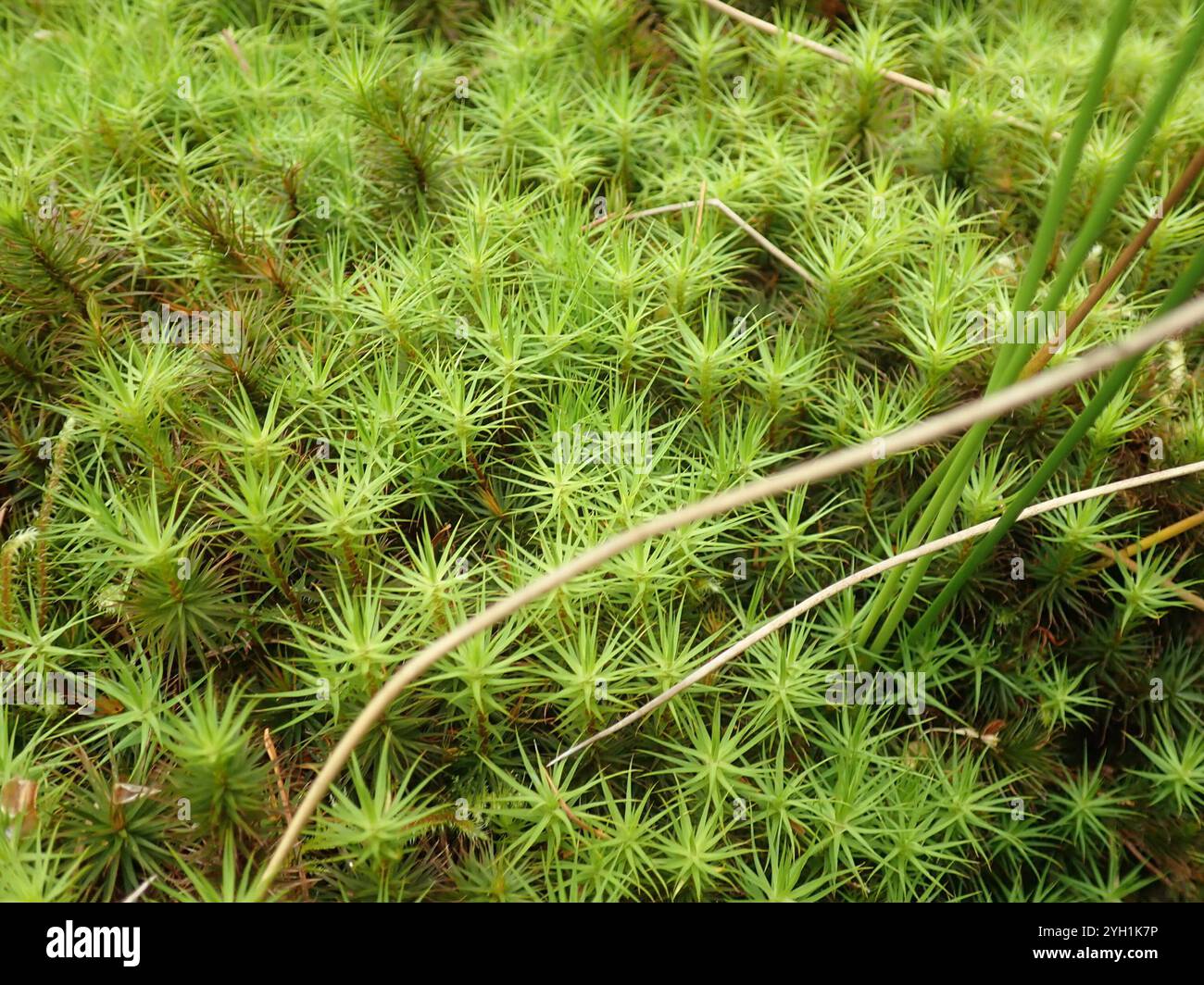 Common Haircap Moss (Polytrichum commune Stock Photo - Alamy