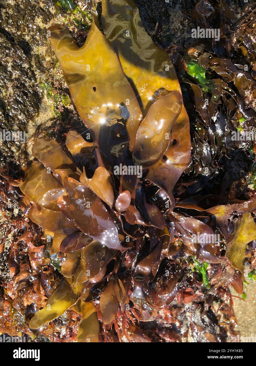 Iridescent Algae (Mazzaella Stock Photo - Alamy