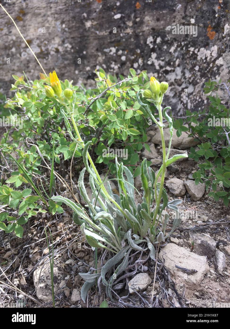 woolly groundsel (Packera cana Stock Photo - Alamy