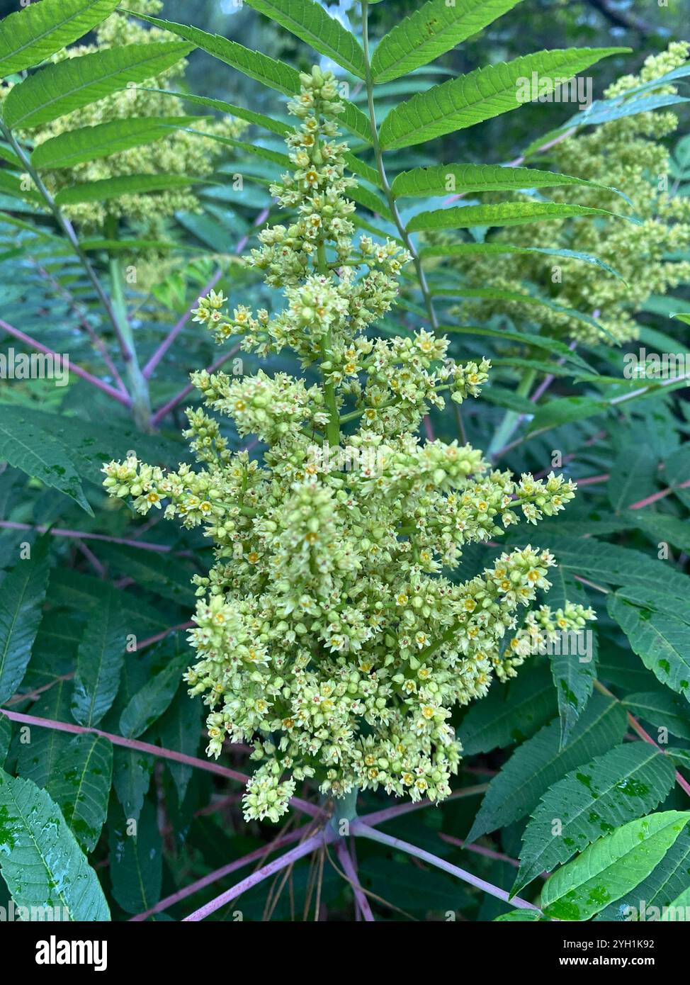 smooth sumac (Rhus glabra Stock Photo - Alamy