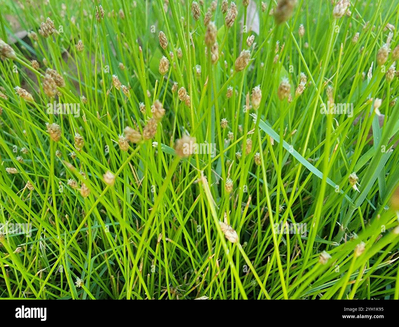 Blunt Spikerush (Eleocharis obtusa Stock Photo - Alamy