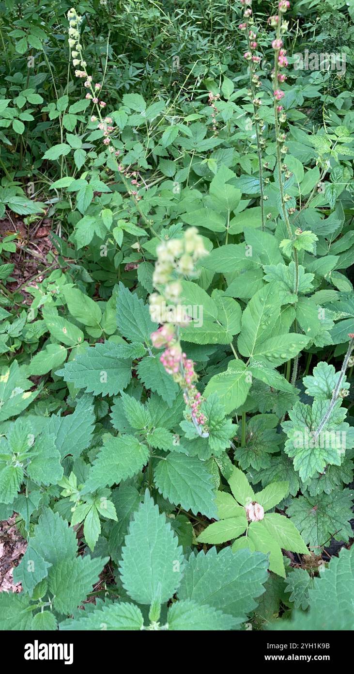 fringe cups (Tellima grandiflora Stock Photo - Alamy