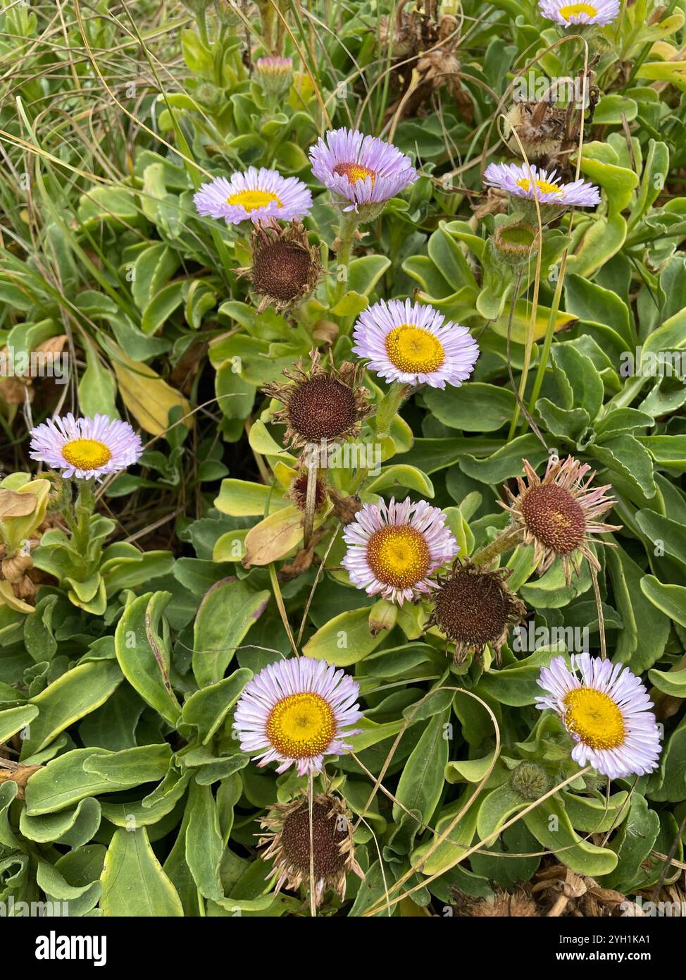 seaside daisy (Erigeron glaucus Stock Photo - Alamy