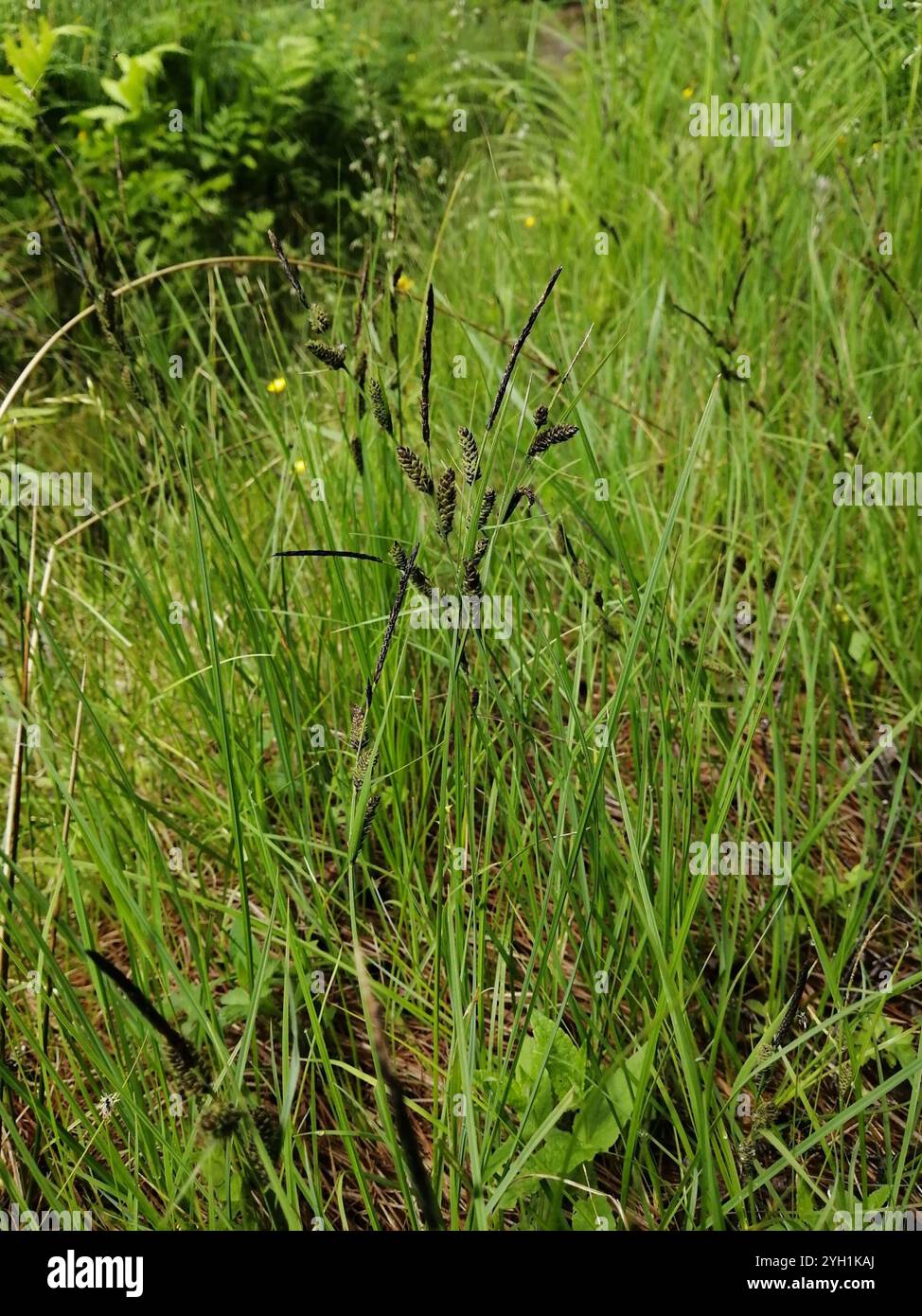 smooth black sedge (Carex nigra Stock Photo - Alamy