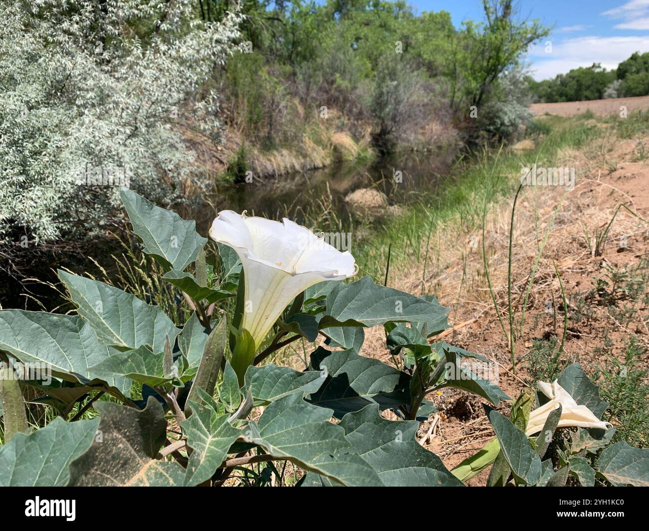 Sacred Datura (Datura wrightii Stock Photo - Alamy