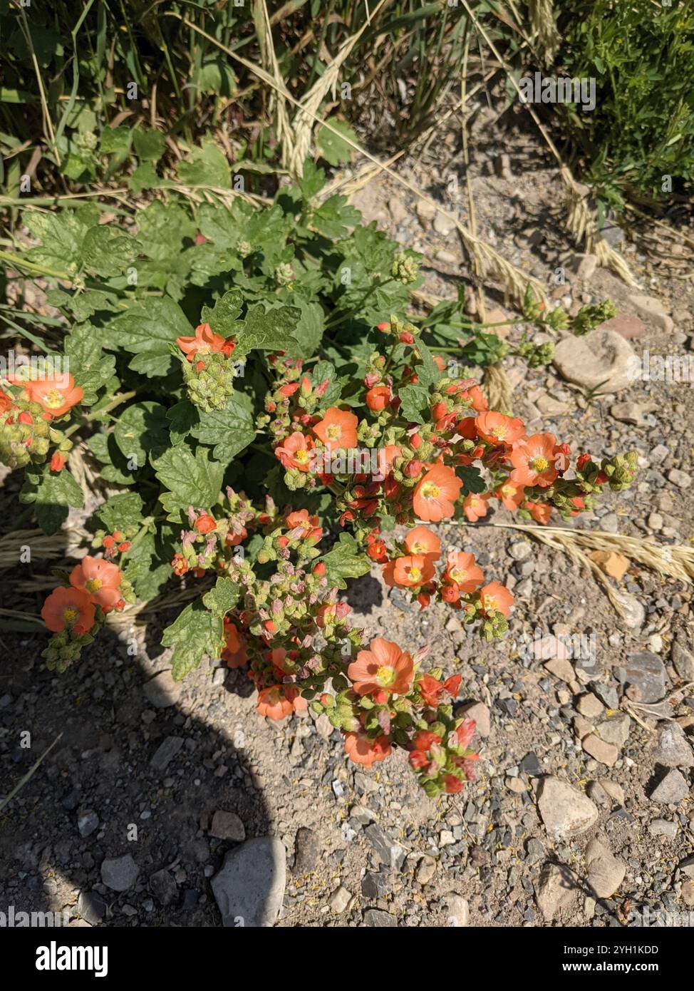 Munro's Globemallow (Sphaeralcea munroana Stock Photo - Alamy